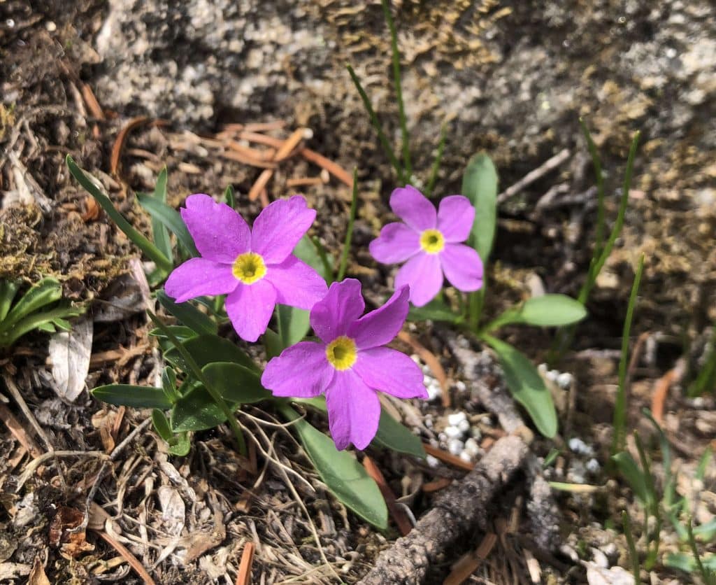 In Bloom: Pygmies, dwarfs, and fairies | AspenTimes.com